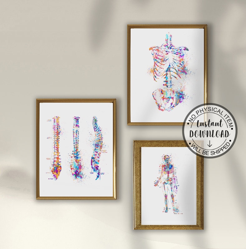 Anatomy Print Set Medical Art Print Anatomy Art Print | Etsy Australia