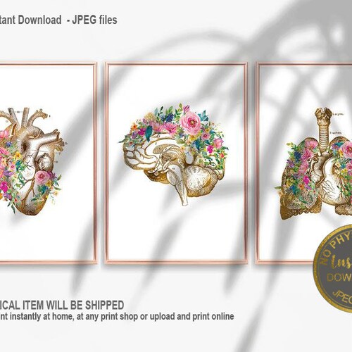 Anatomy Art Set Brain Heart Lungs Wall Art Medical Student - Etsy Canada
