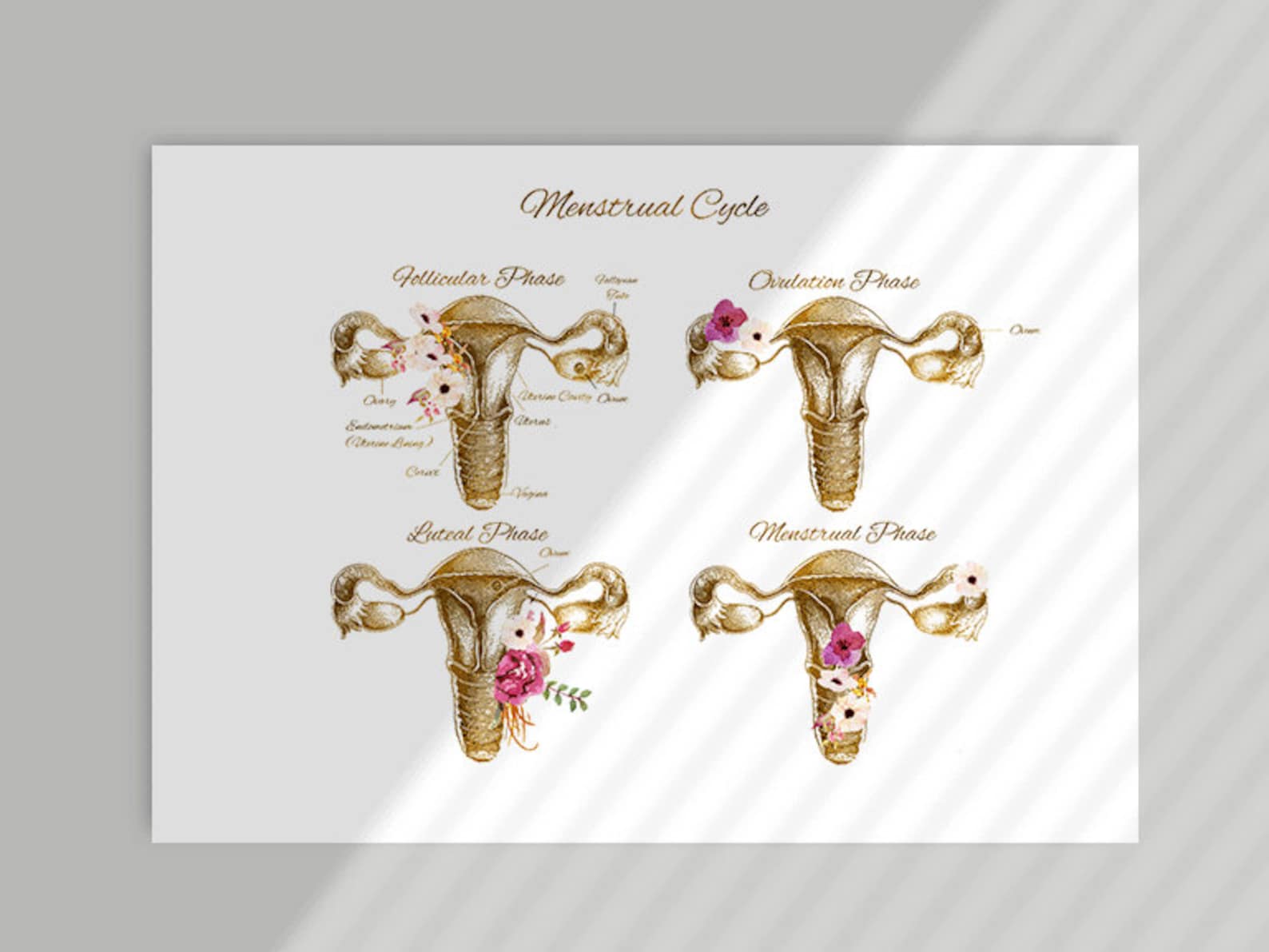Menstrual Cycle Print Uterus Anatomy Art OBGYN Office Decor - Etsy