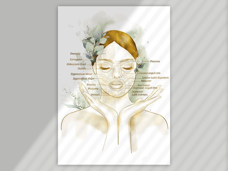 Facial Muscles Poster Facial Anatomy Art Arteries and Veins - Etsy UK