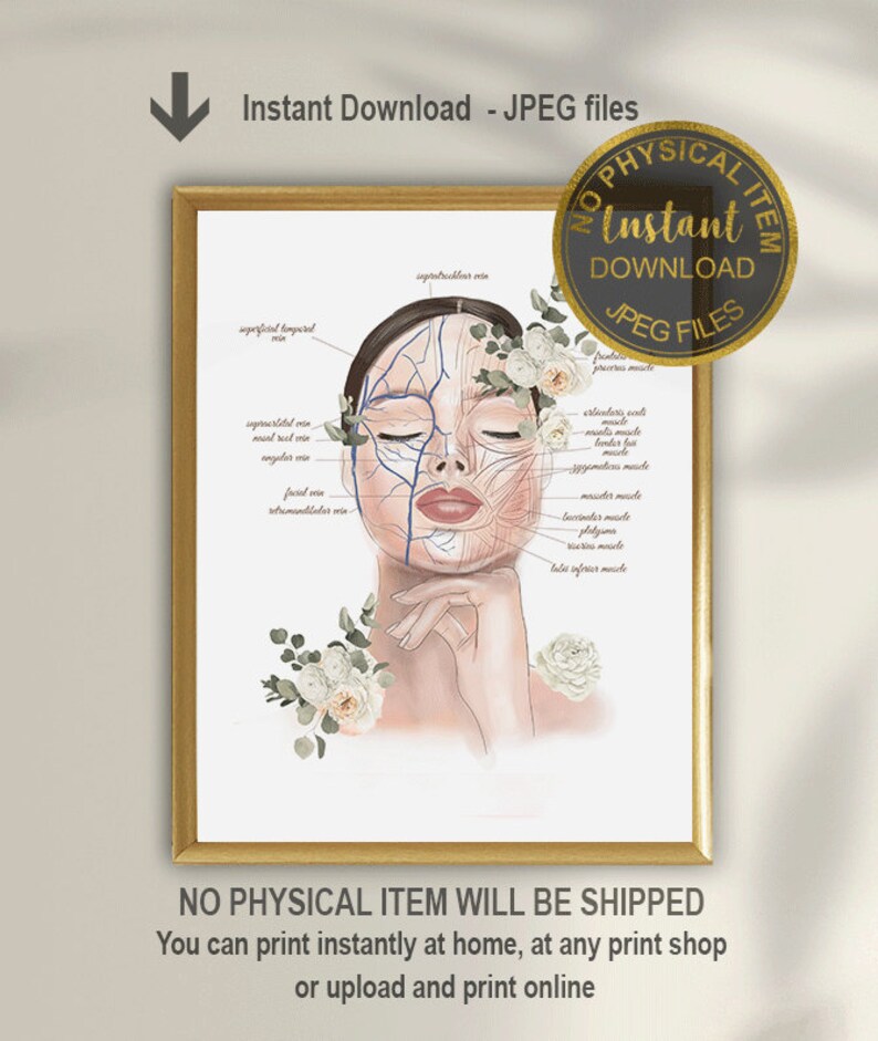 Facial Muscles and Veins Face Anatomy Poster Plastic Surgery | Etsy