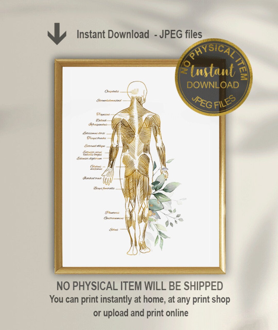 Muscular System Print, Human Anatomy Poster, Body Muscles Structure ...