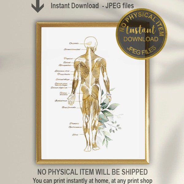 Human Anatomy Print Muscular System Diagram Muscles Poster - Etsy