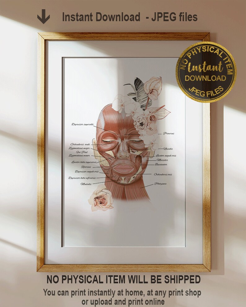 Facial Muscles Print Facial Anatomy Art Plastic Surgery Art - Etsy UK