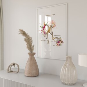 Auditory Ossicles Anatomy Art, Audiologist Gift, Ear Anatomy Print ...