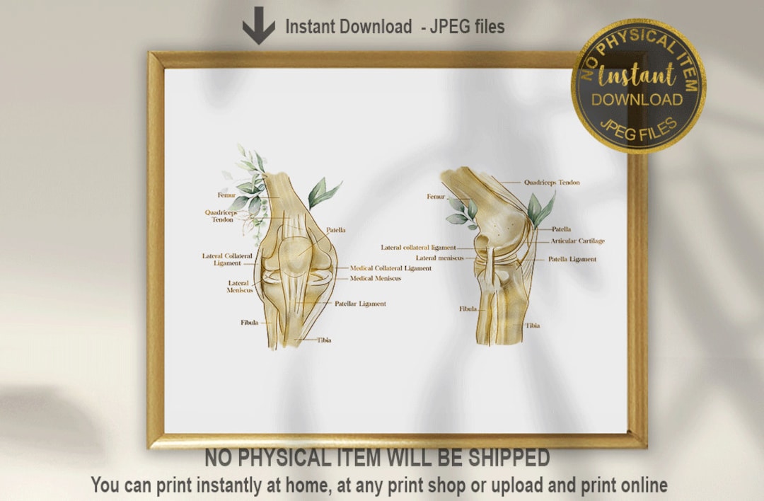 Knee Anatomy Poster for Orthopedic Clinics and Physical Therapy Offices ...