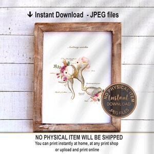 Auditory Ossicles Anatomy Art, Audiologist Gift, Ear Anatomy Print ...