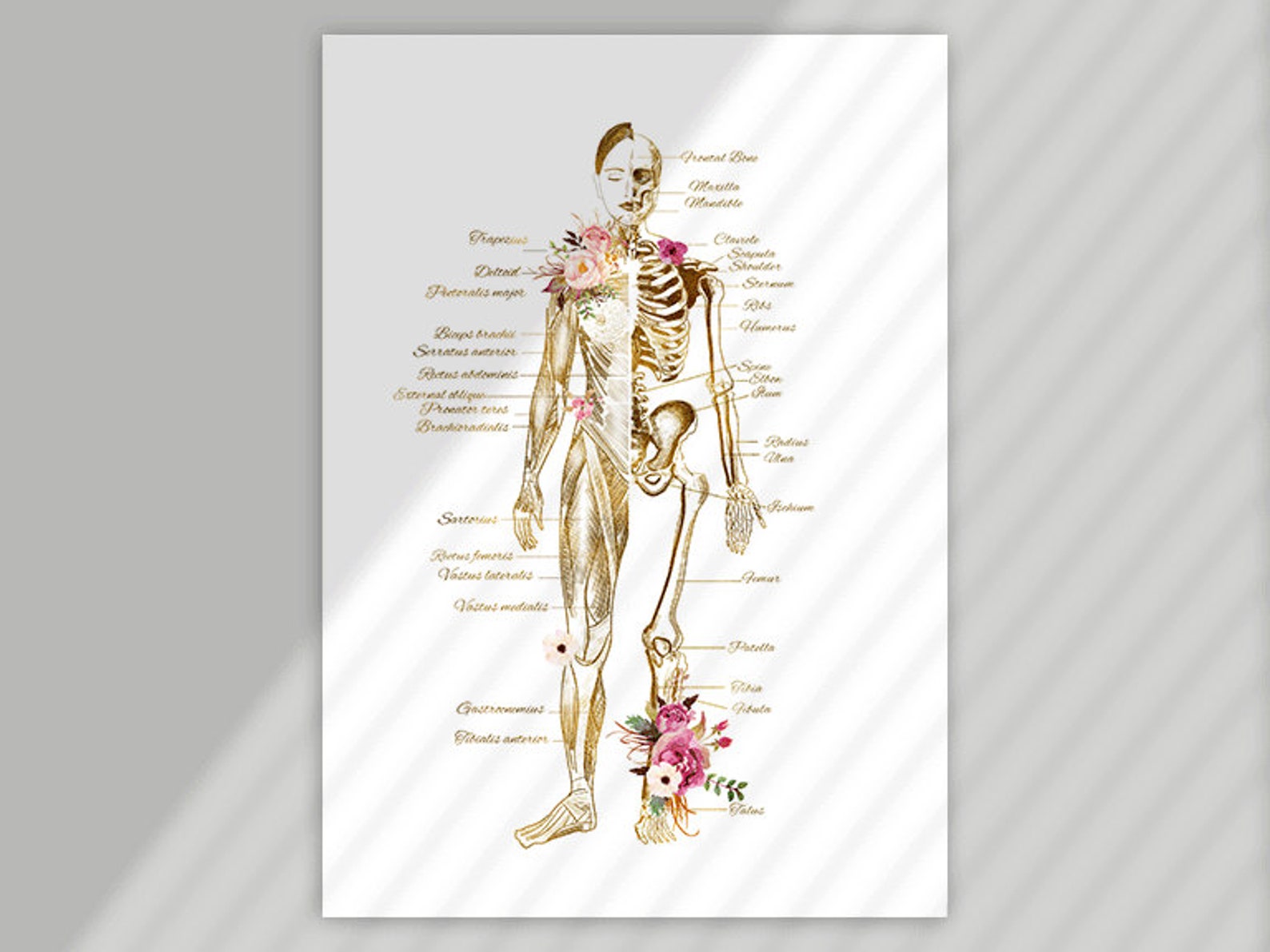 Woman Musculoskeletal System Anatomy Art Massage Therapist - Etsy