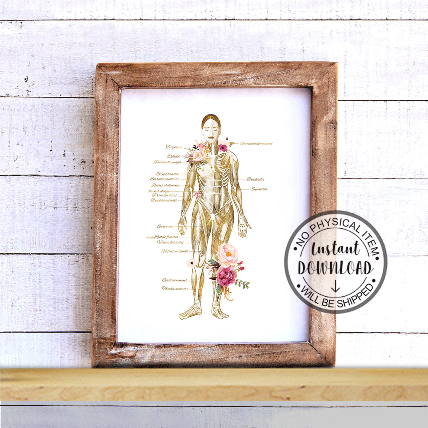 Female Muscular System Print, Muscular System Art, Massage Therapist ...