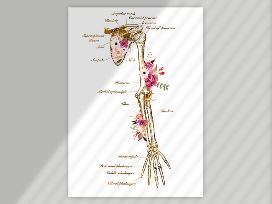 Skeletal System Print Arm Bone Art Human Arm Anatomy Art | Etsy