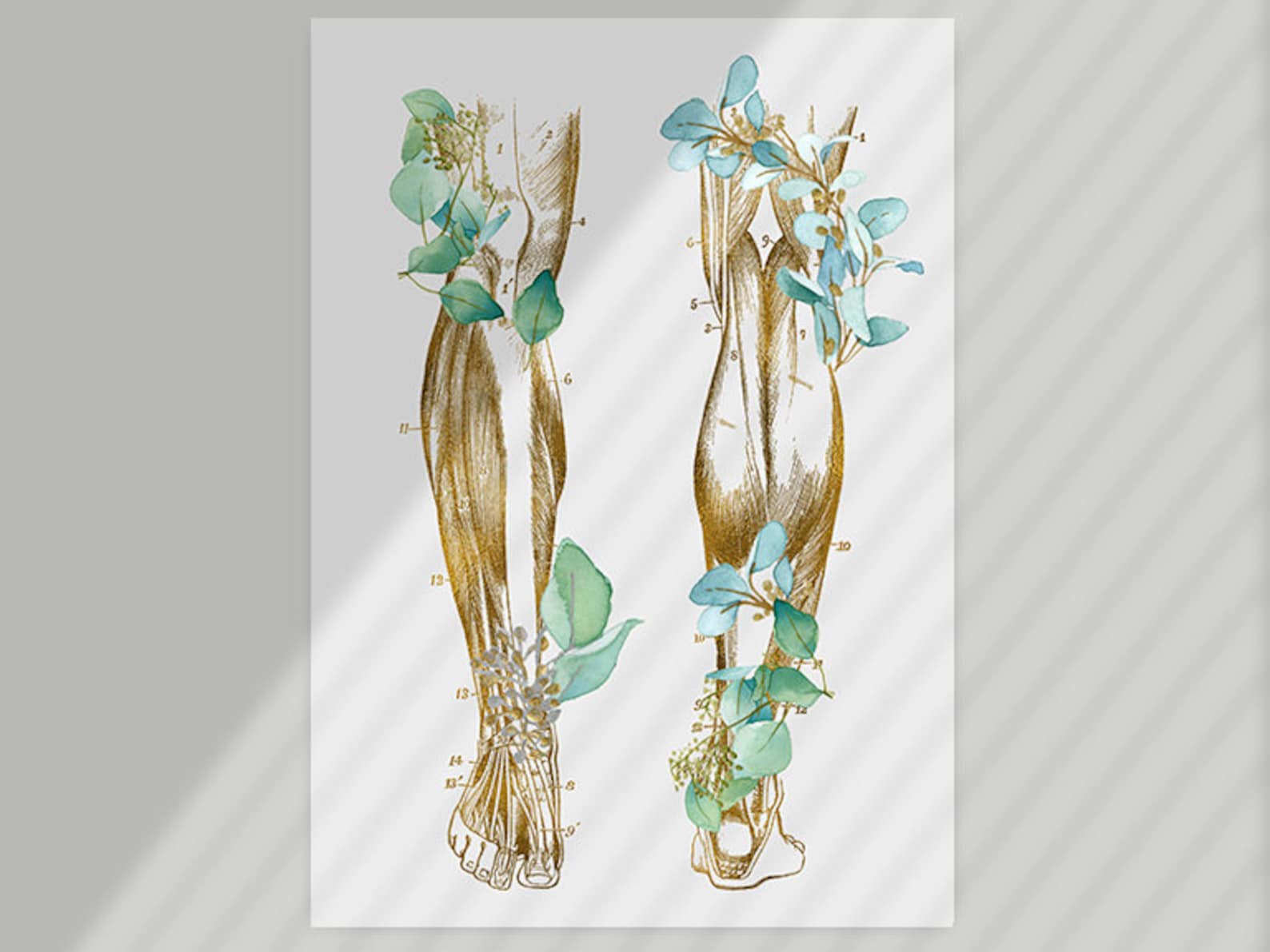 Leg Anatomy Art Leg Muscle Anatomy Physiotherapist Office | Etsy