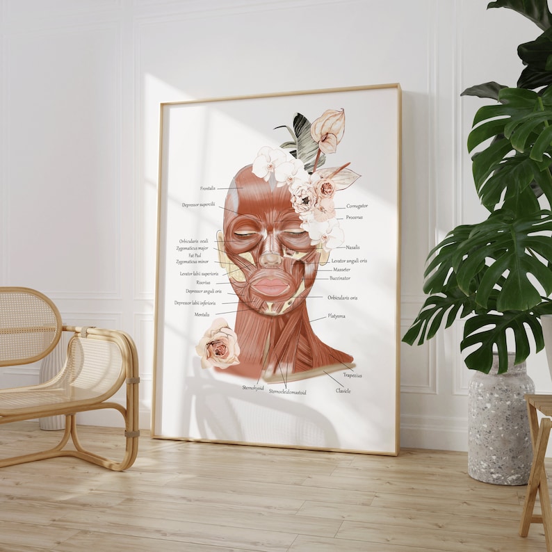 Facial Muscles Anatomy Diagram Printable, Facial Muscle Chart for ...