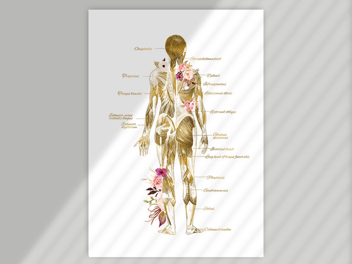 Womans Muscle System Art Female Muscular System Print - Etsy