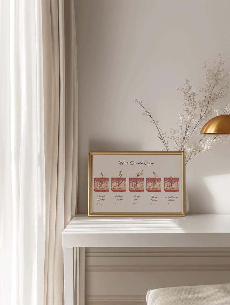 Hair Growth Cycle Poster, Hair Follicle Anatomy Chart, Trichology Wall ...