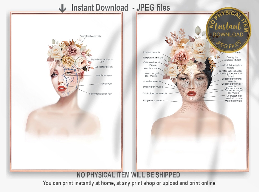Facial Anatomy Poster, Facial Muscles, Facial Veins, Esthetician Art ...