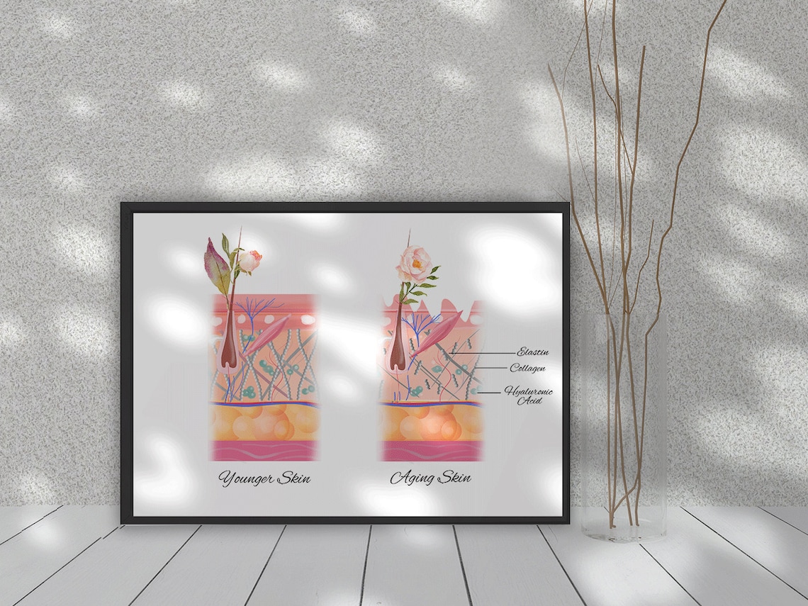 Dermatology Print Skin Anatomy Younger and Anging Skin Art - Etsy