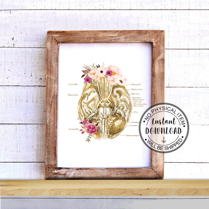 Human Brain Anatomy Brain Art Neurologist Office Decor | Etsy