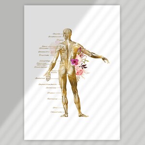 Muscular System, Chiropractor Student, Massage Therapist Office ...