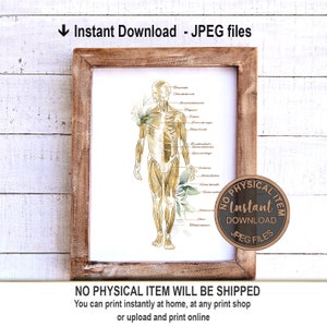 Muscular System Poster, Human Anatomy Art, Printable Art, Body Muscles ...