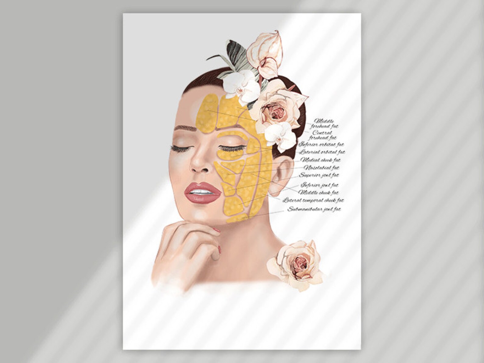 Fat Pads of the Face Anatomy Aesthetics Decor Nurse - Etsy