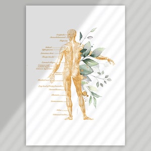 Muscular System Art Anatomy Art Set Medical Art Set Massage - Etsy