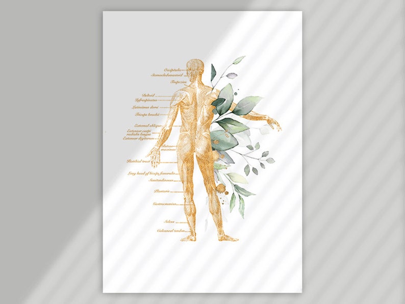 Muscular System Art Anatomy Art Set Medical Art Set Massage - Etsy