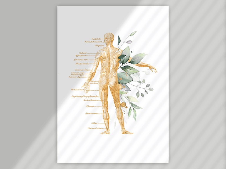Muscular System Art Anatomy Art Set Medical Art Set Massage | Etsy Canada