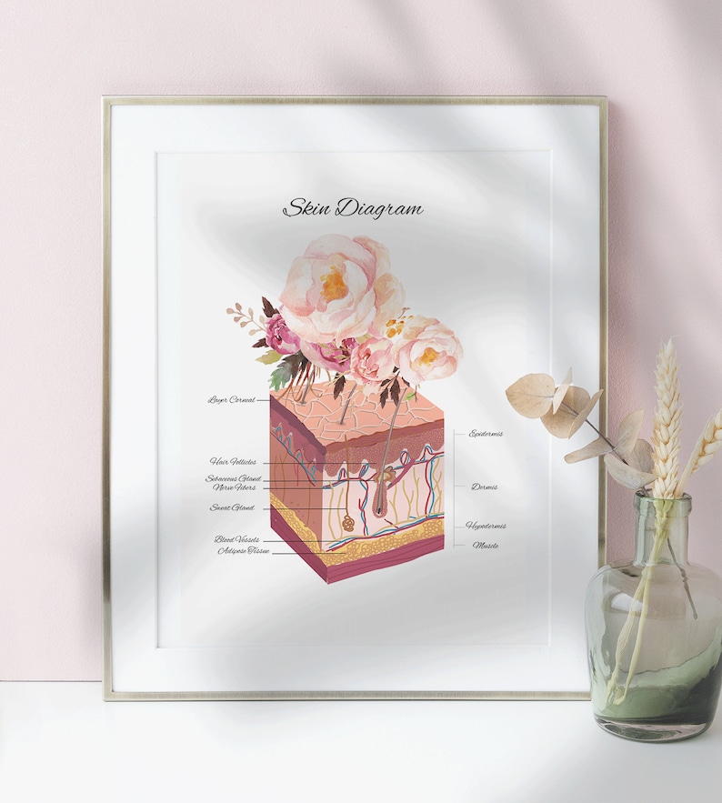 Skin Anatomy Poster for Aesthetic Clinics – Medical Wall Art for ...