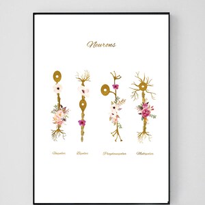 Neuroscience Art, Nerve Cells, Types of Neurons, Biology Art, Neuron ...