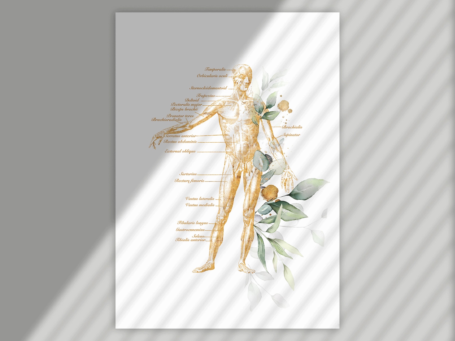 Anatomy Art Muscle Poster, Muscular System Wall Art, Medical Office ...