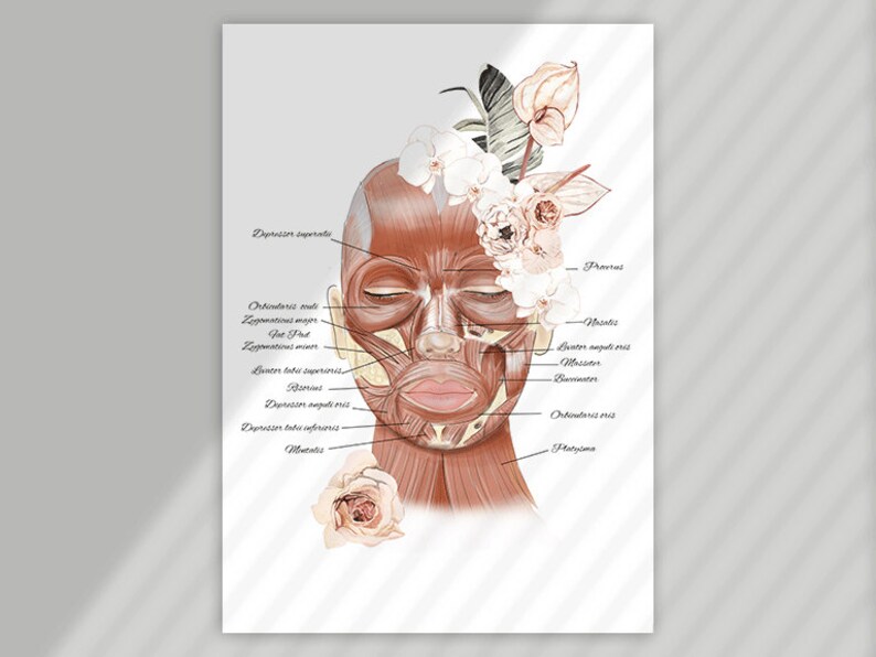 Facial Muscles Print Facial Anatomy Art Plastic Surgery Art - Etsy