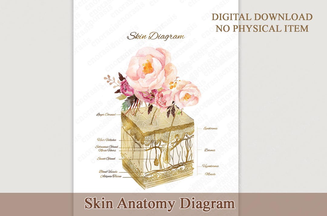 Skin Anatomy Diagram Printable, Epidermis Dermis Hypodermis Layers ...