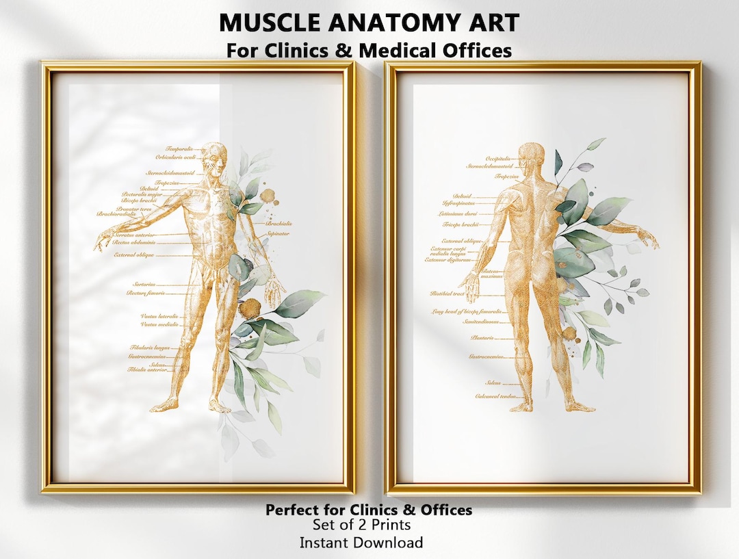 Anatomy Art Muscle Poster, Muscular System Wall Art, Medical Office ...