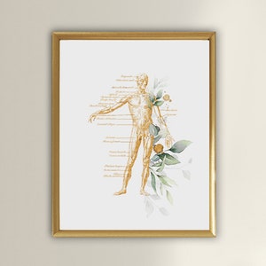 Muscular System Art Anatomy Art Set Medical Art Set Massage | Etsy