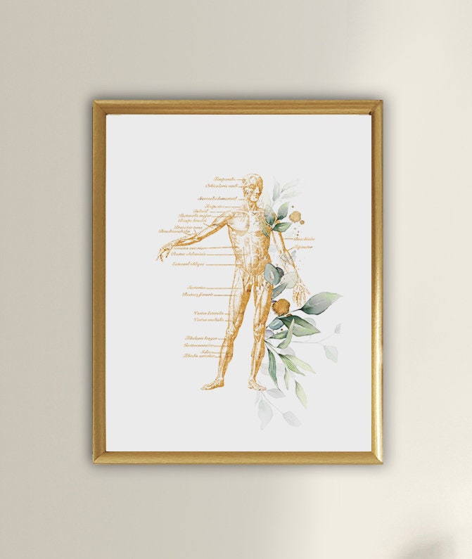 Muscular System Art Anatomy Art Set Medical Art Set Massage | Etsy