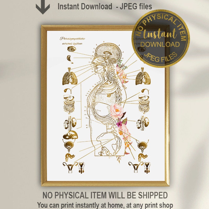 Autonomic Nervous System Poster - Etsy
