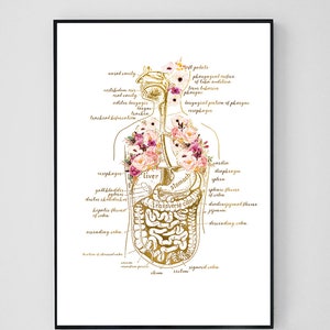 Human Body Anatomy Art, Human Organs Poster, Medical Chart, Doctor ...