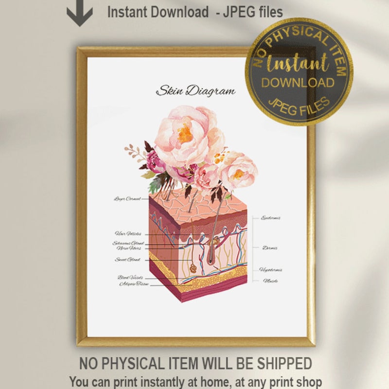 Skin and Cell Anatomy - Etsy