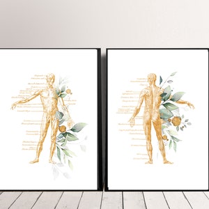 Muscular System Art Anatomy Art Set Medical Art Set Massage | Etsy