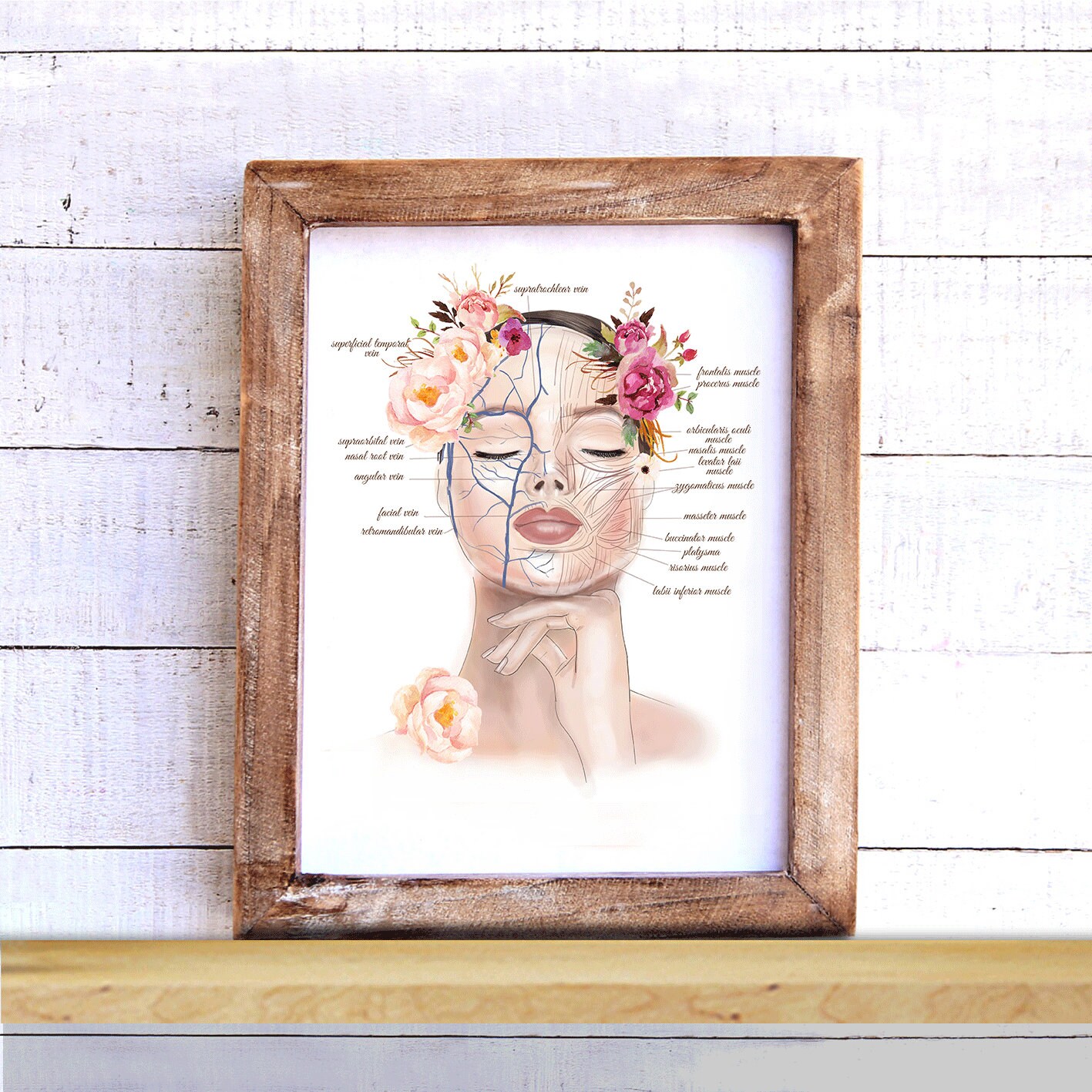 Face Anatomy Poster Facial Muscles and Veinsesthetician Art - Etsy