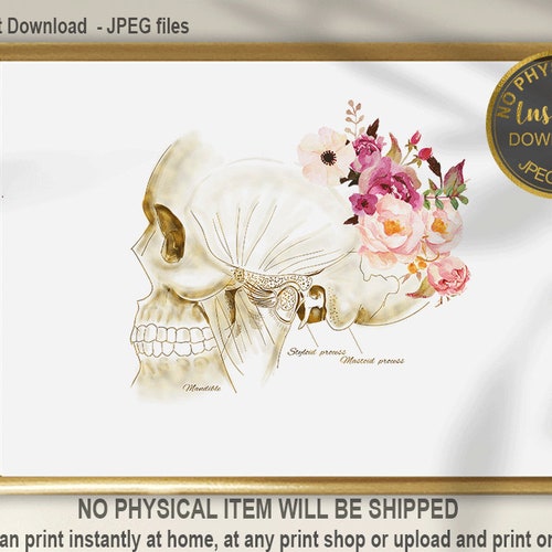 Temporomandibular Joint TMJ Anatomy Art Dental Art - Etsy