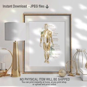 Muscular System Poster, Human Anatomy Art, Printable Art, Body Muscles ...