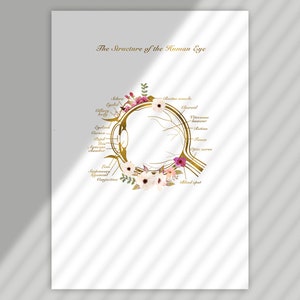 Eye Anatomy Art, Ophthalmology Print, Optometry Decor, Optician Office ...