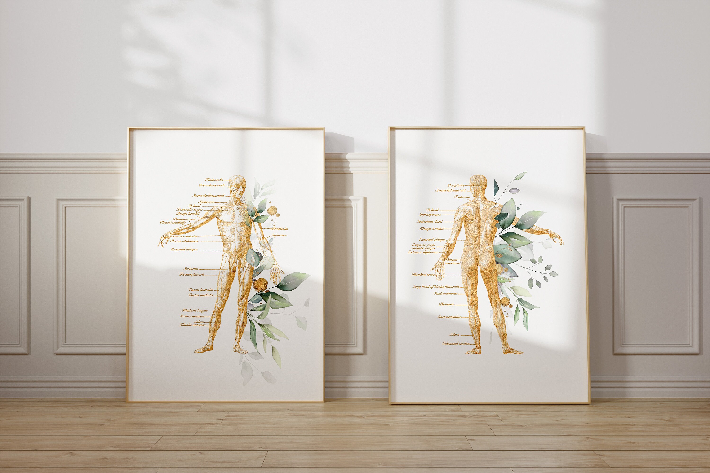 Anatomy Art Muscle Poster, Muscular System Wall Art, Medical Office ...