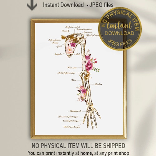 Skeletal System Print Arm Bone Art Human Arm Anatomy Art - Etsy