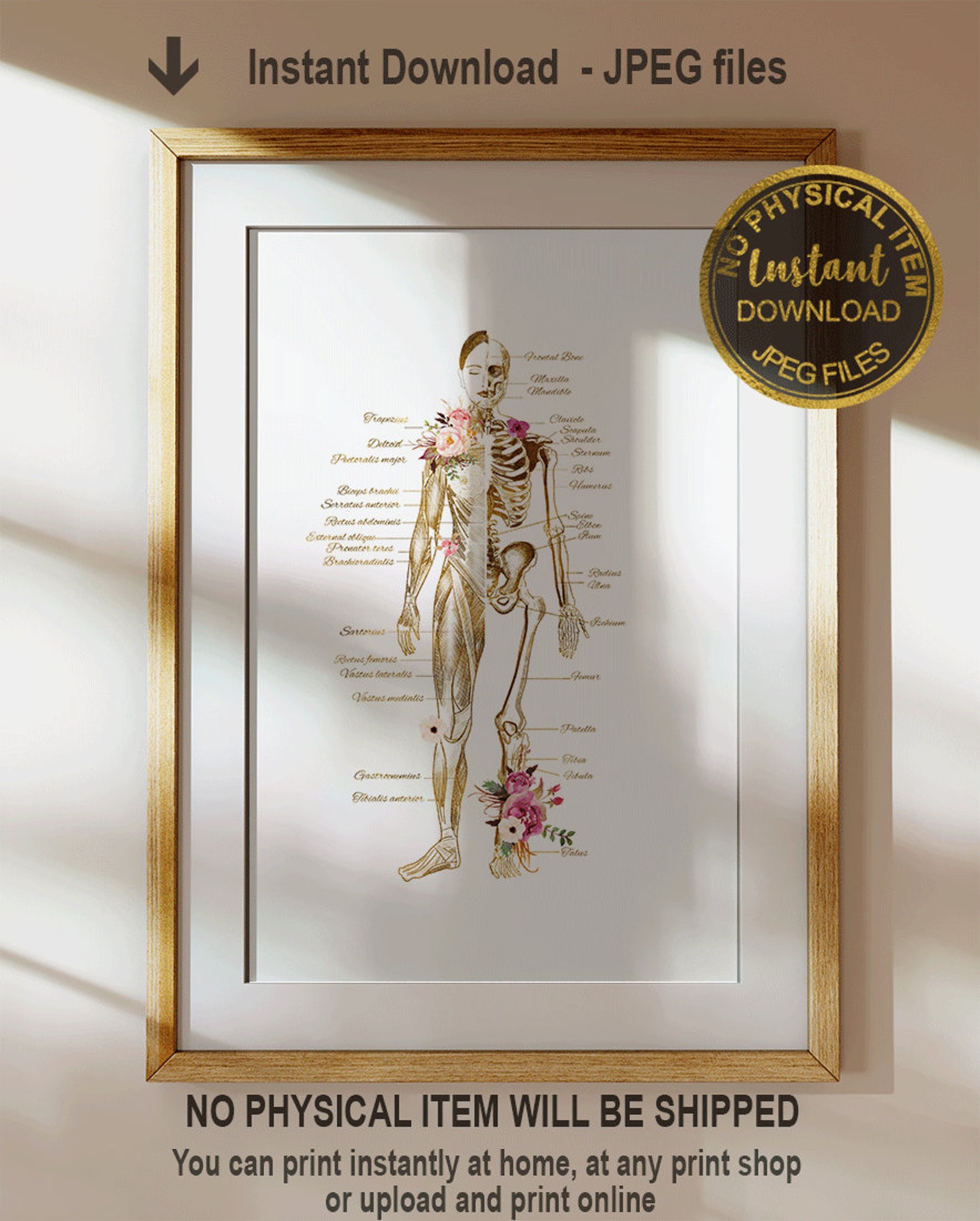 Woman Musculoskeletal System Anatomy Art Massage Therapist - Etsy