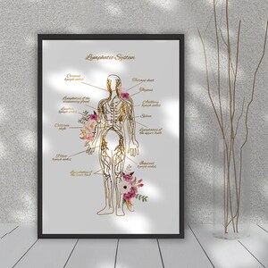 Lymphatic System Print, Endocrinology Print, Lymph Nodes Anatomy Art ...