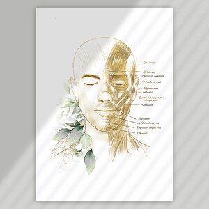 Human Face Muscles Art Print for Medical Aesthetics | Facial Anatomy ...
