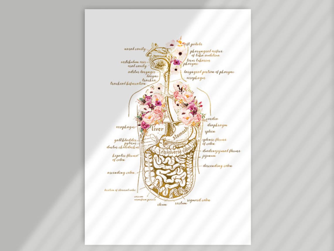 Human Body Anatomy Art Human Organs Poster Medical Chart - Etsy