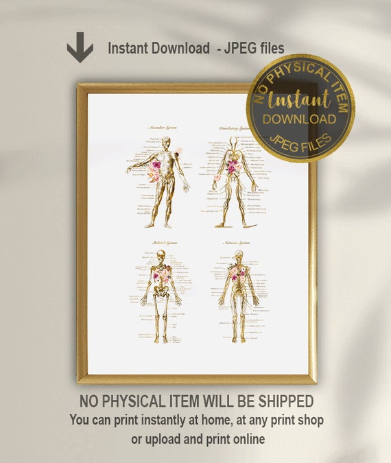 Body Systems Anatomy Anatomical Art Gift for Doctor Medical | Etsy Canada